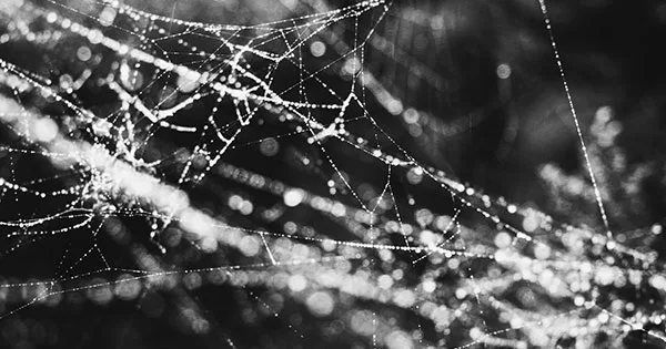 Take 5’s Ripper Real Life Podcast: Episode 16