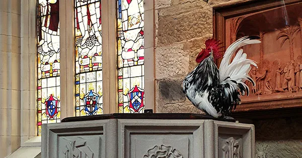 My pet rooster has been blessed by a priest twice
