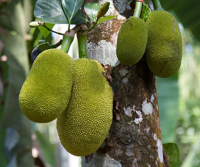 What is jackfruit? Here's what it tastes like and how to cook it