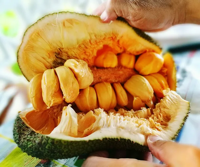 What is jackfruit? Here's what it tastes like and how to cook it