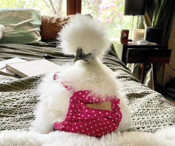 Nappies for chooks: Meet the inspiring woman behind the idea