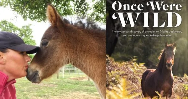 REAL LIFE: A chance discovery of two wild brumbies changed this woman's ...