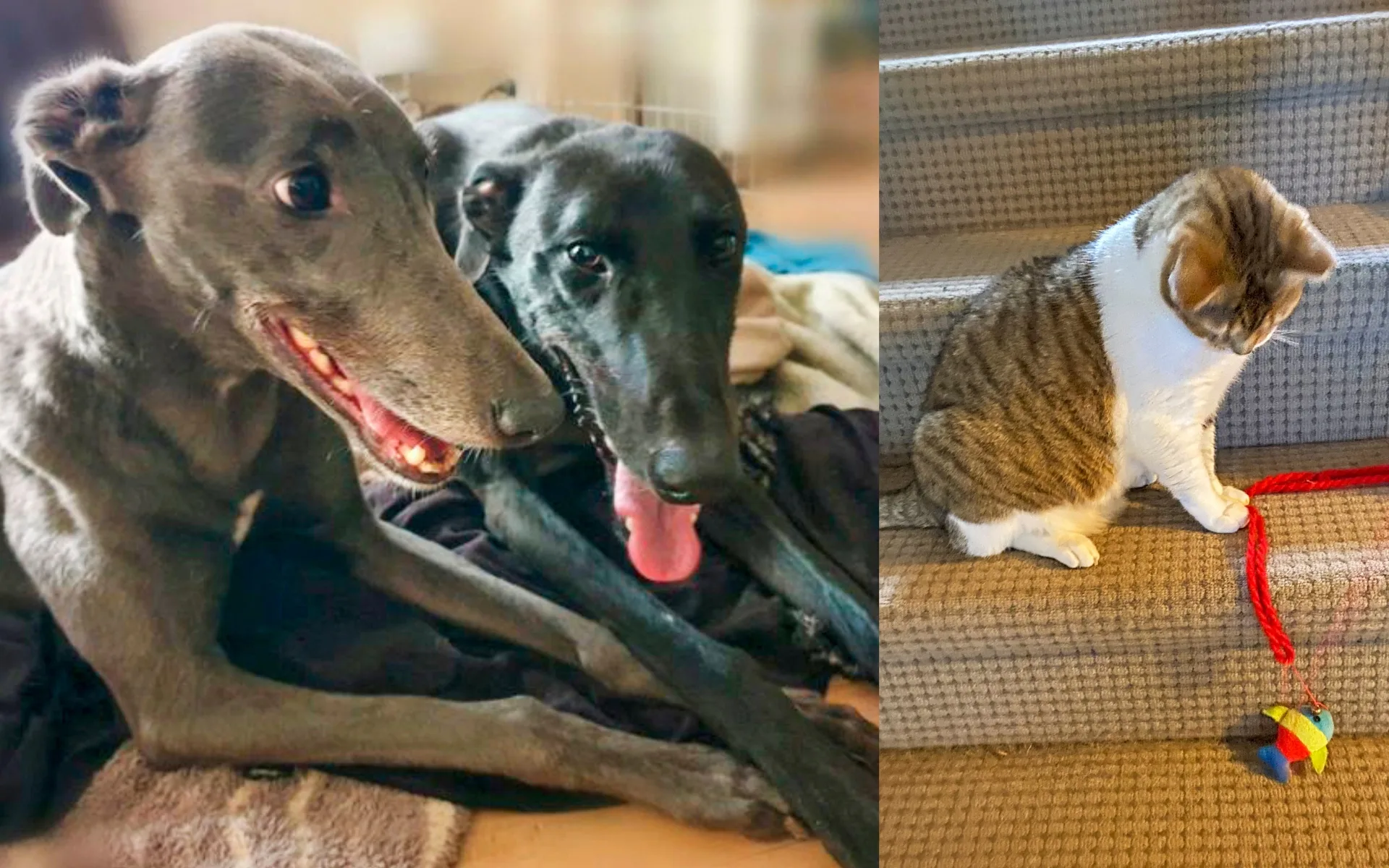 Nikki Marchant-Ludlow introduces her organisation, Paws of Hope