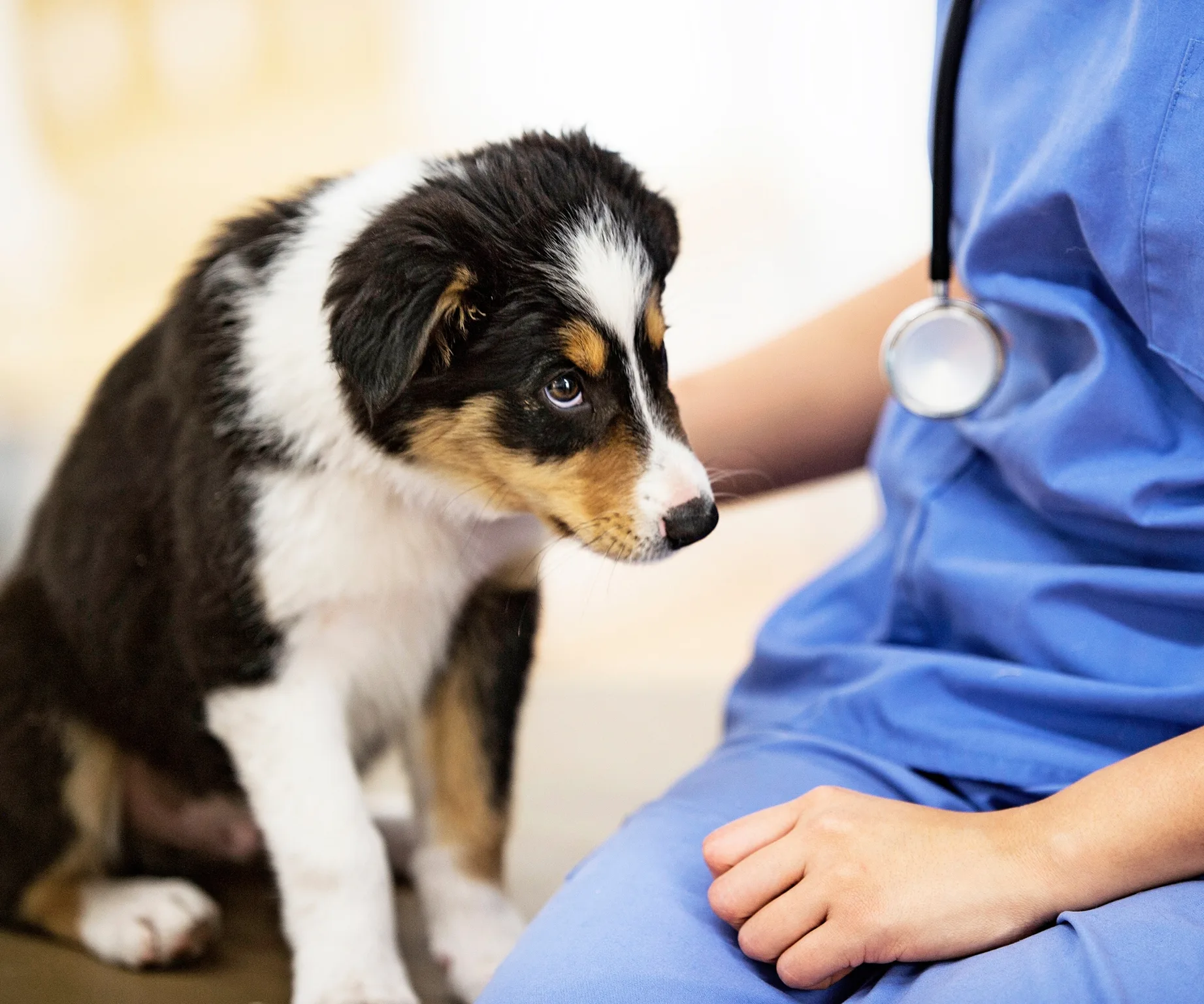 The truth about chocolate toxicity for dogs and cats