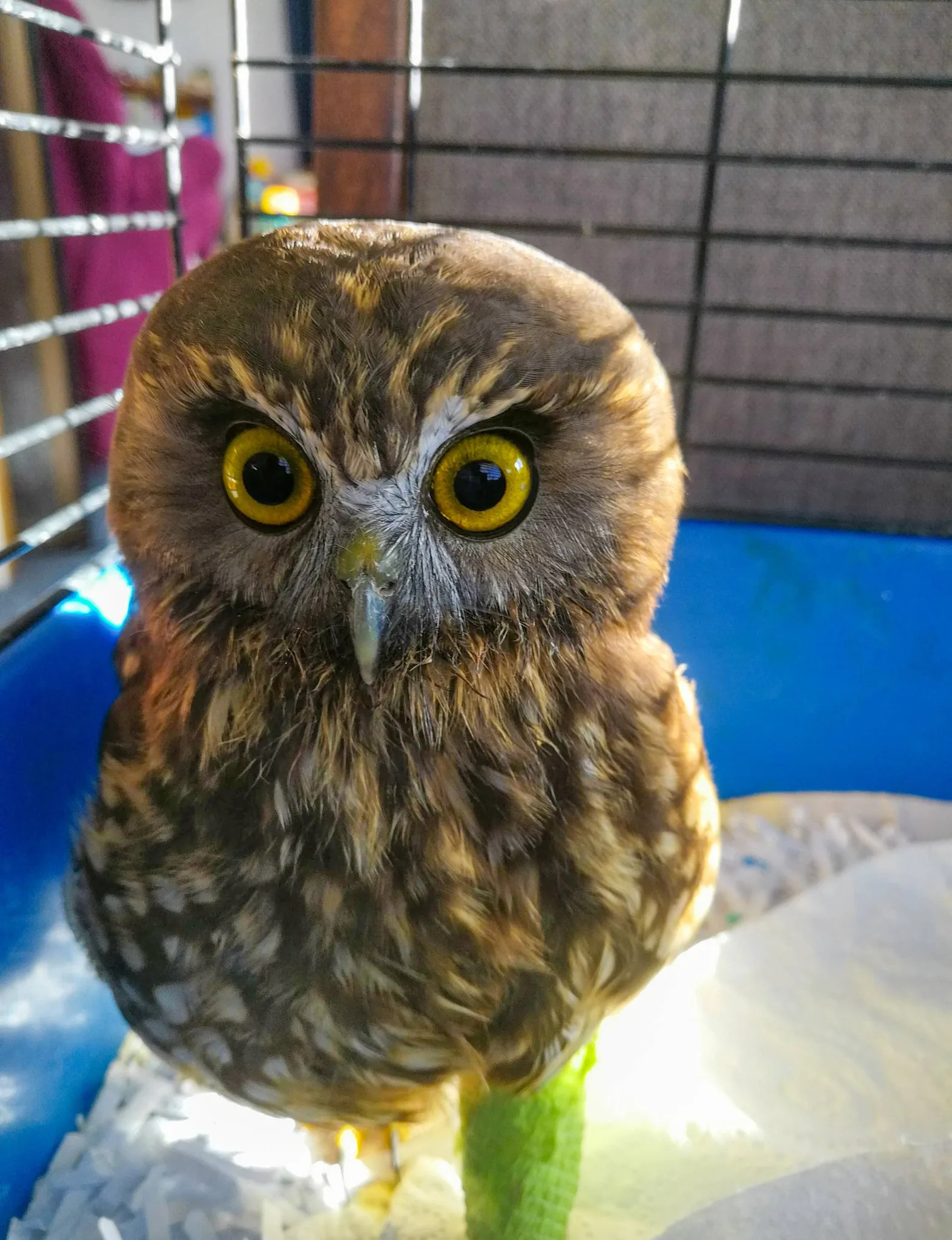 How Gloria Harris turned one owl rescue into a lifelong mission