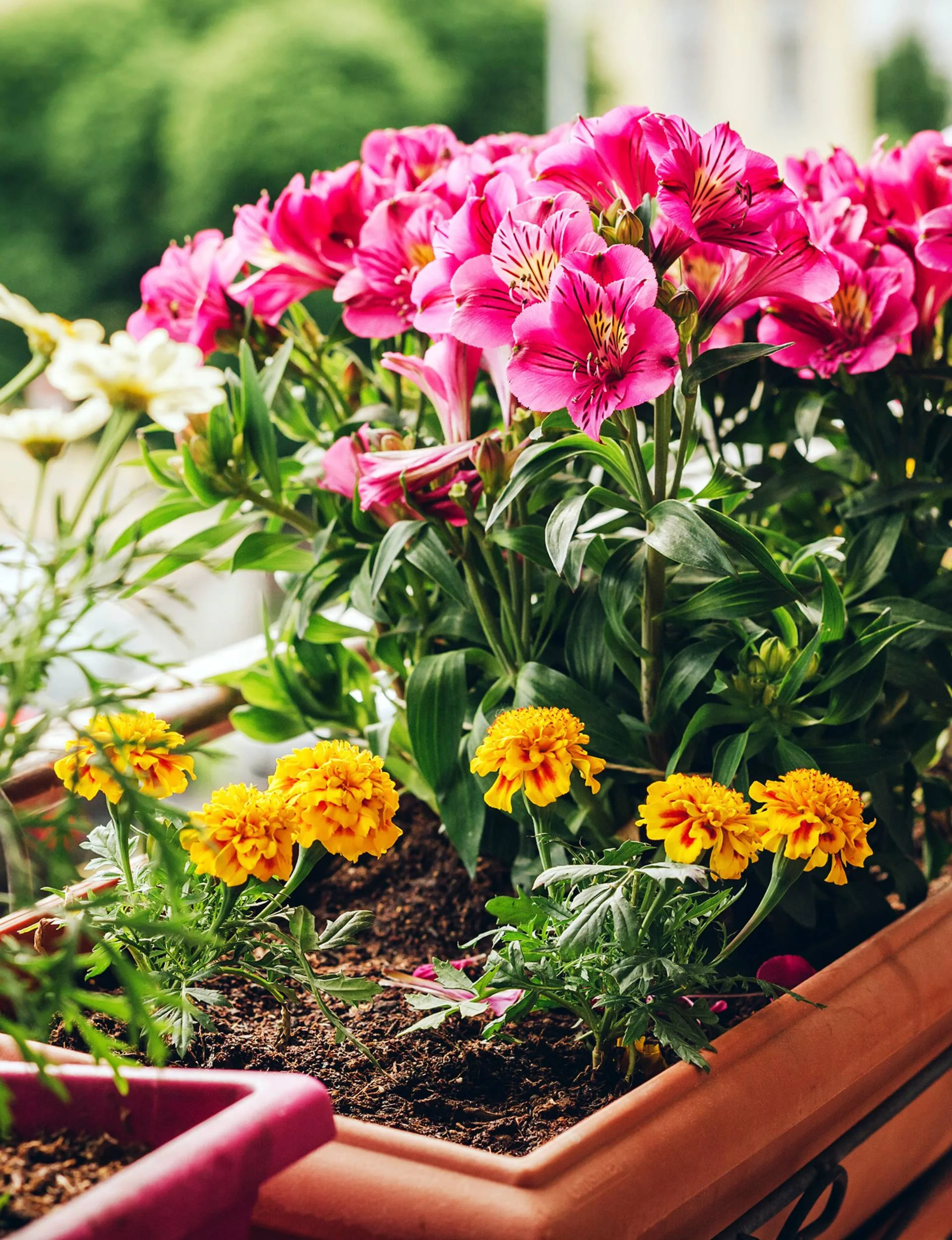 what to plant this spring the ultimate greenie garden guide