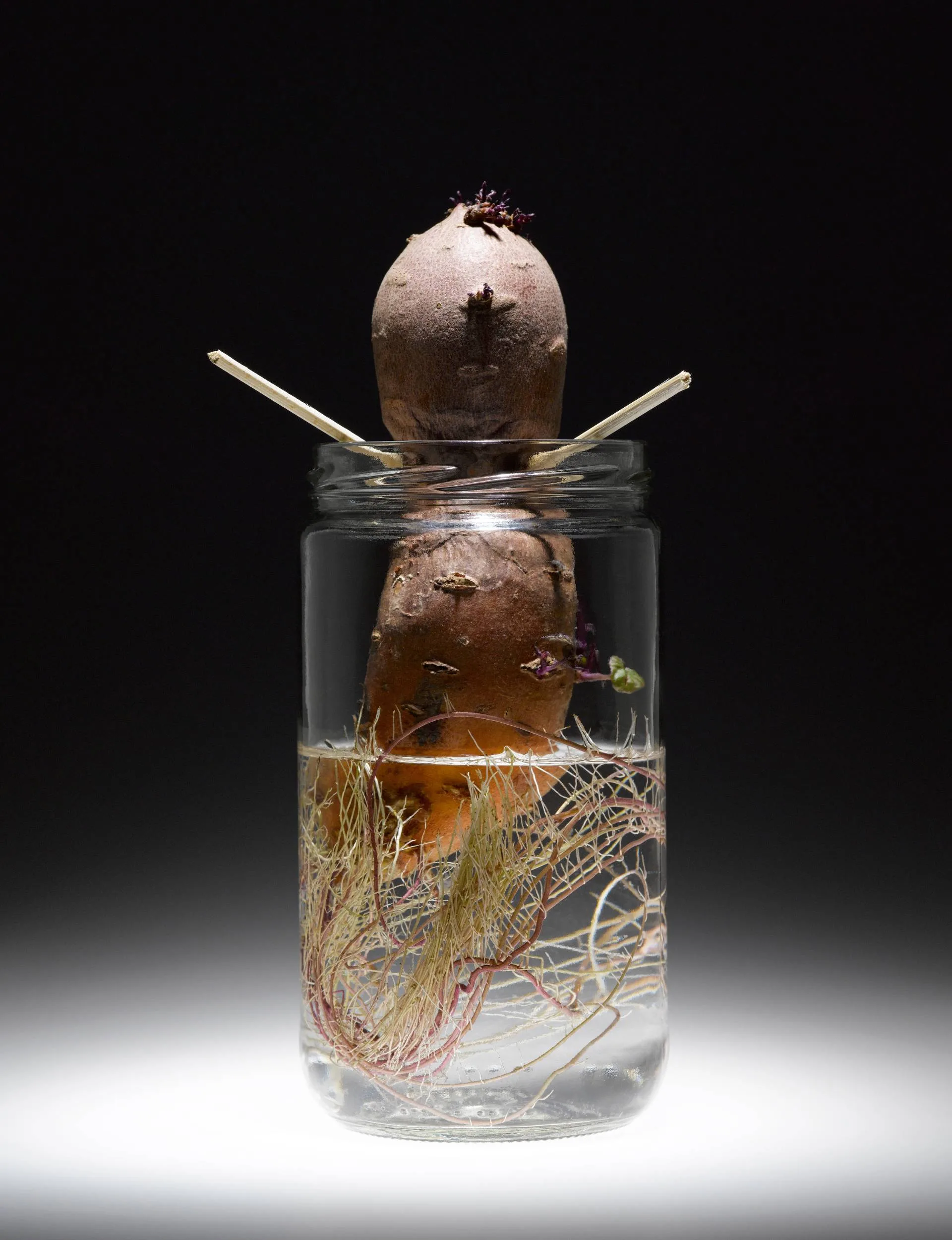 what to plant this spring the ultimate greenie garden guide