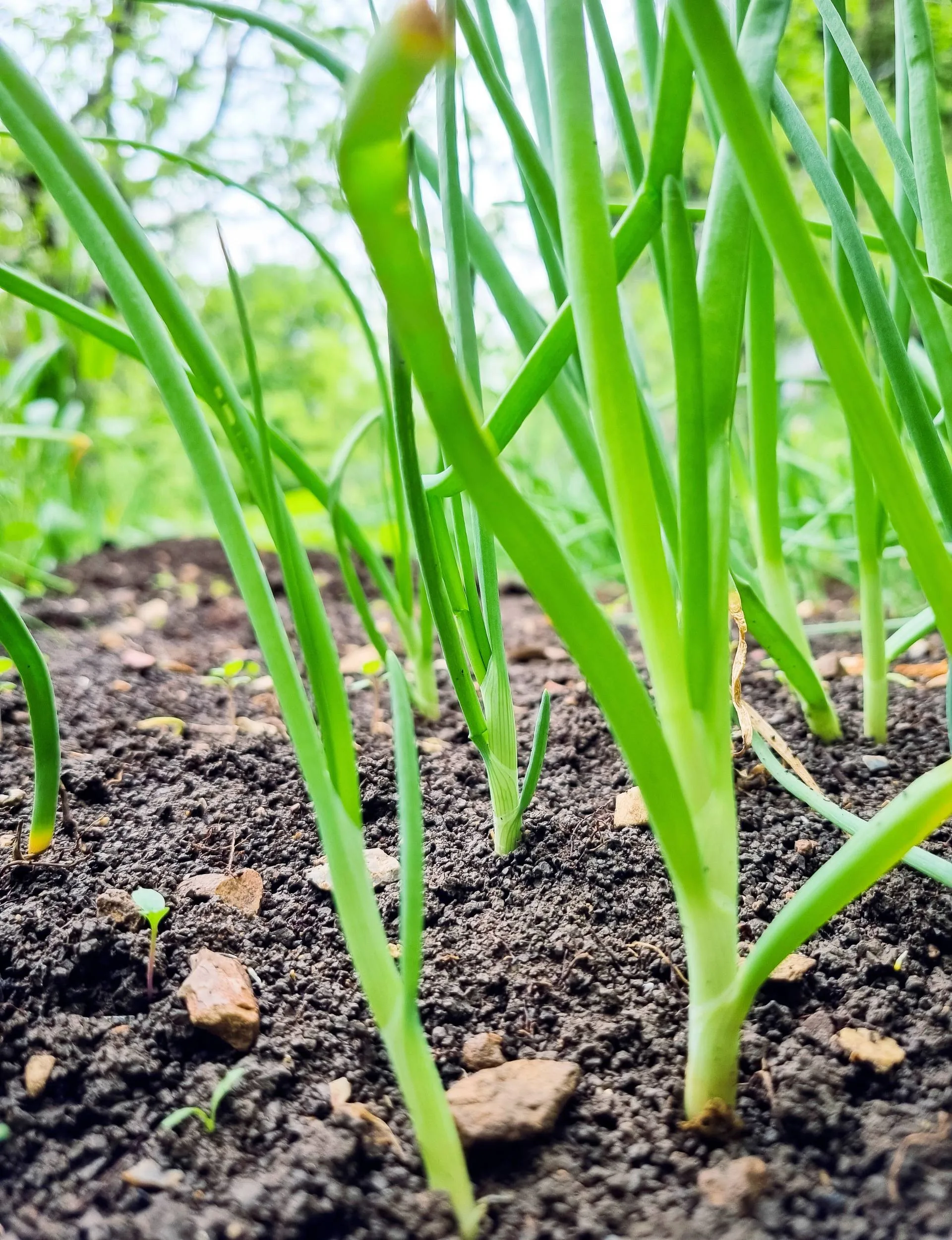 what to plant this spring the ultimate greenie garden guide