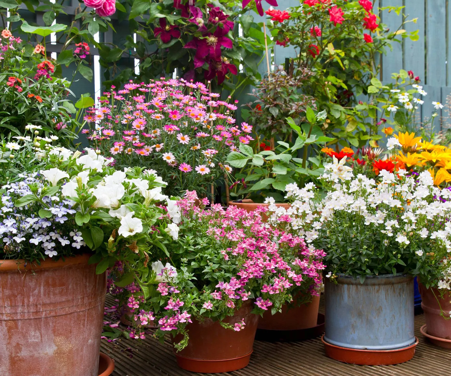 what to plant this spring the ultimate greenie garden guide