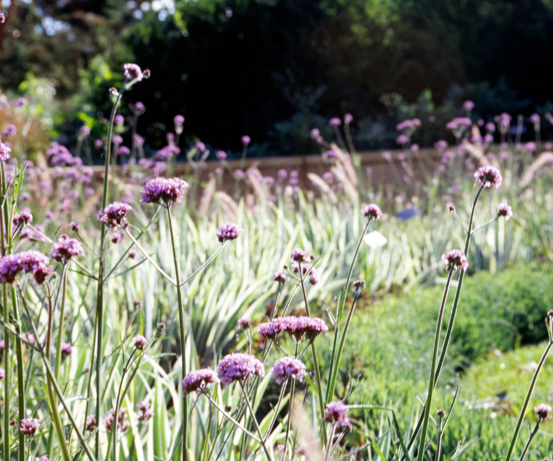 what to plant this spring the ultimate greenie garden guide