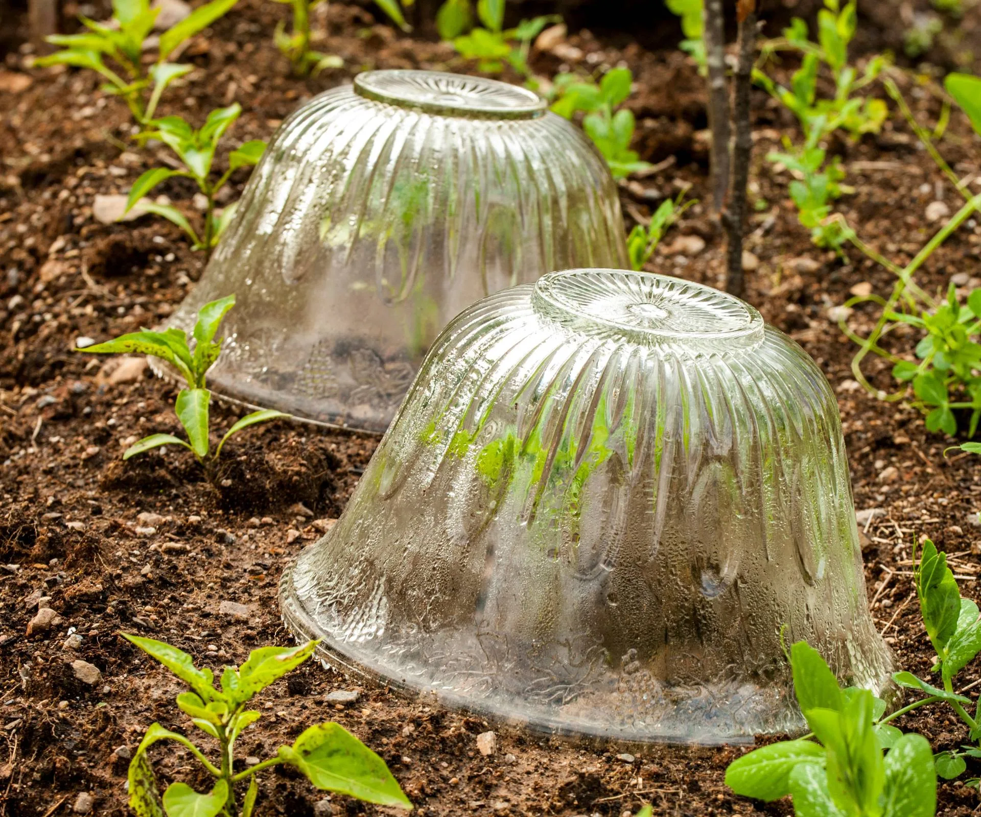 what to plant this spring the ultimate greenie garden guide