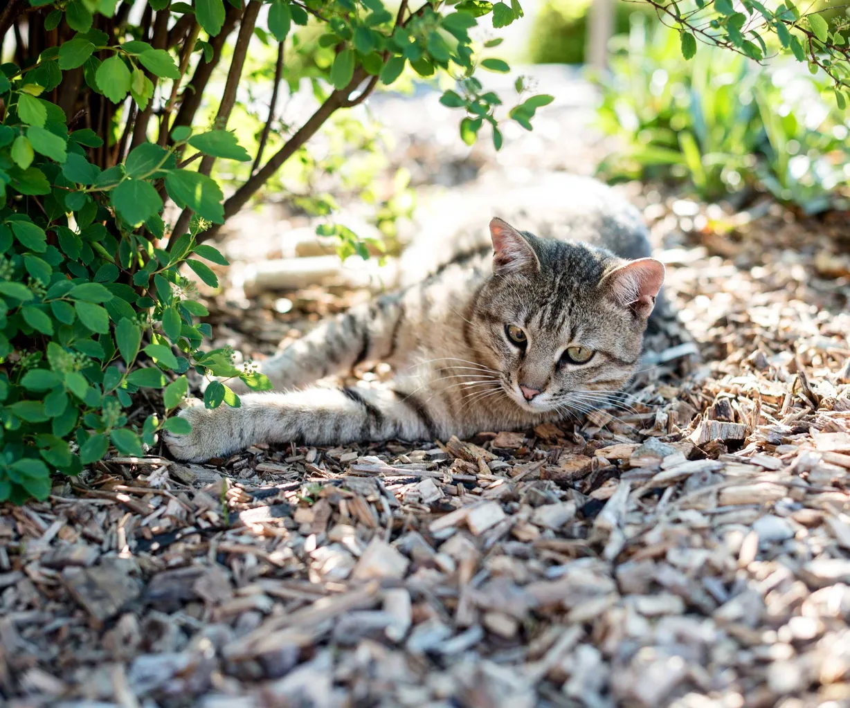 How to make a cat-friendly garden