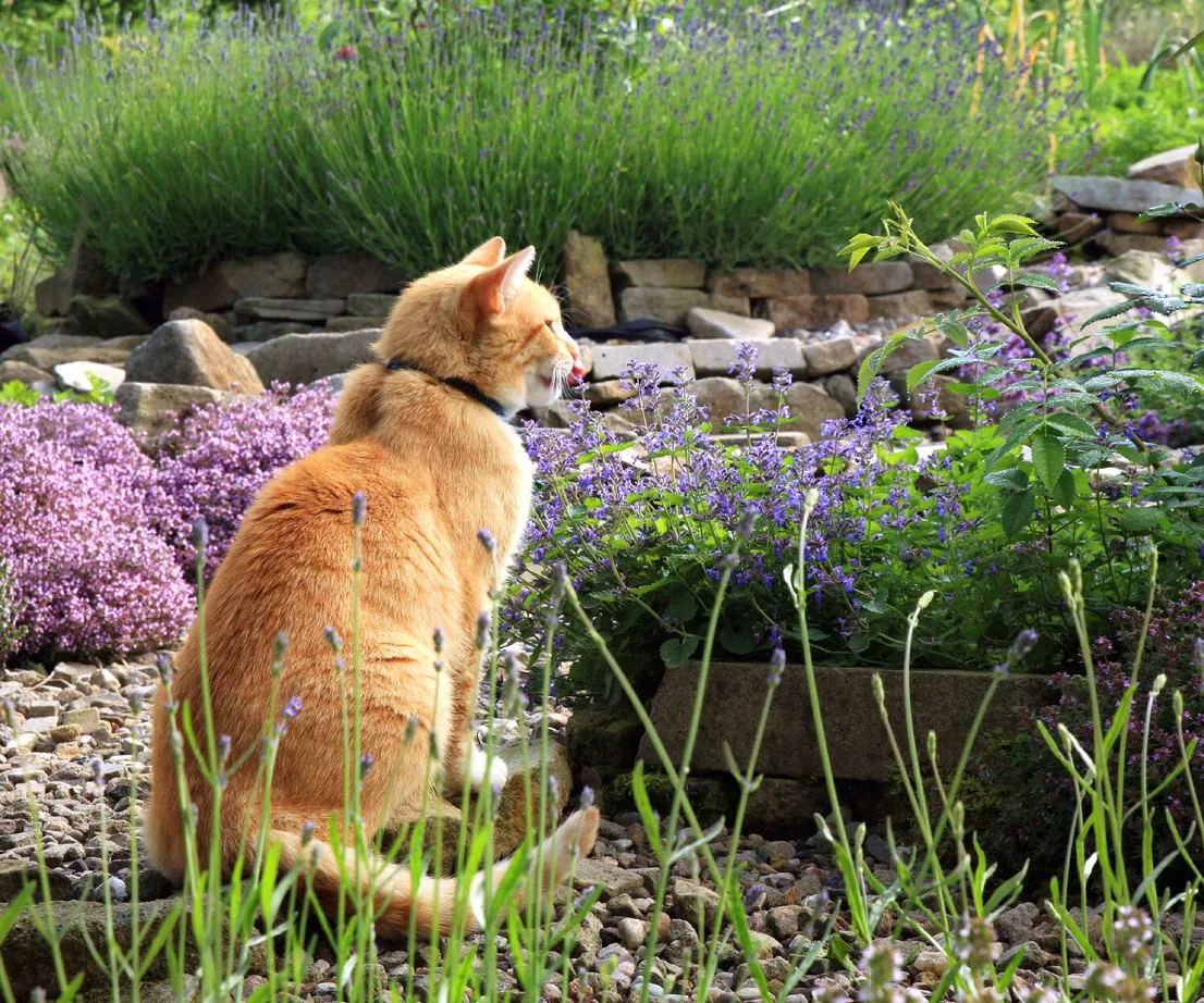 How to make a cat-friendly garden