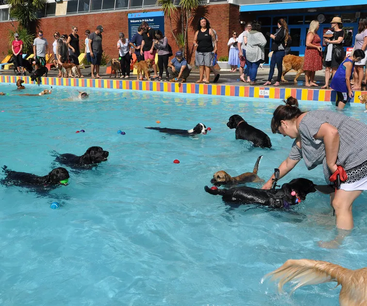 This Auckland dog pool party is just paw-fect | Now to Love - New Zealand