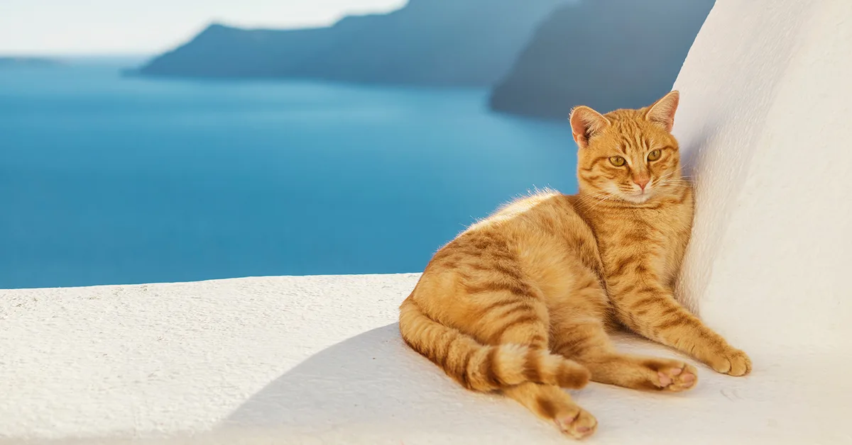 A cat sanctuary on an idyllic Greek Island is looking for a caretaker
