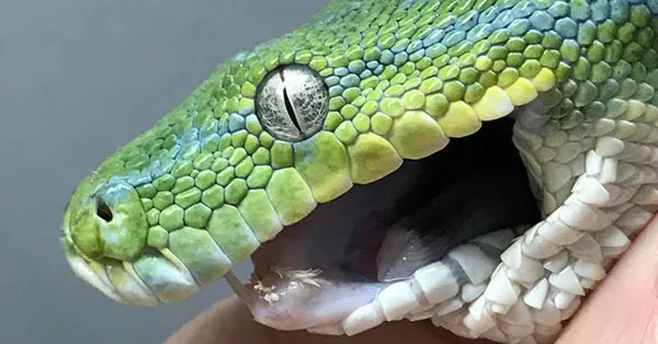 The story of the unfortunate snake called Toothless who had to get ...