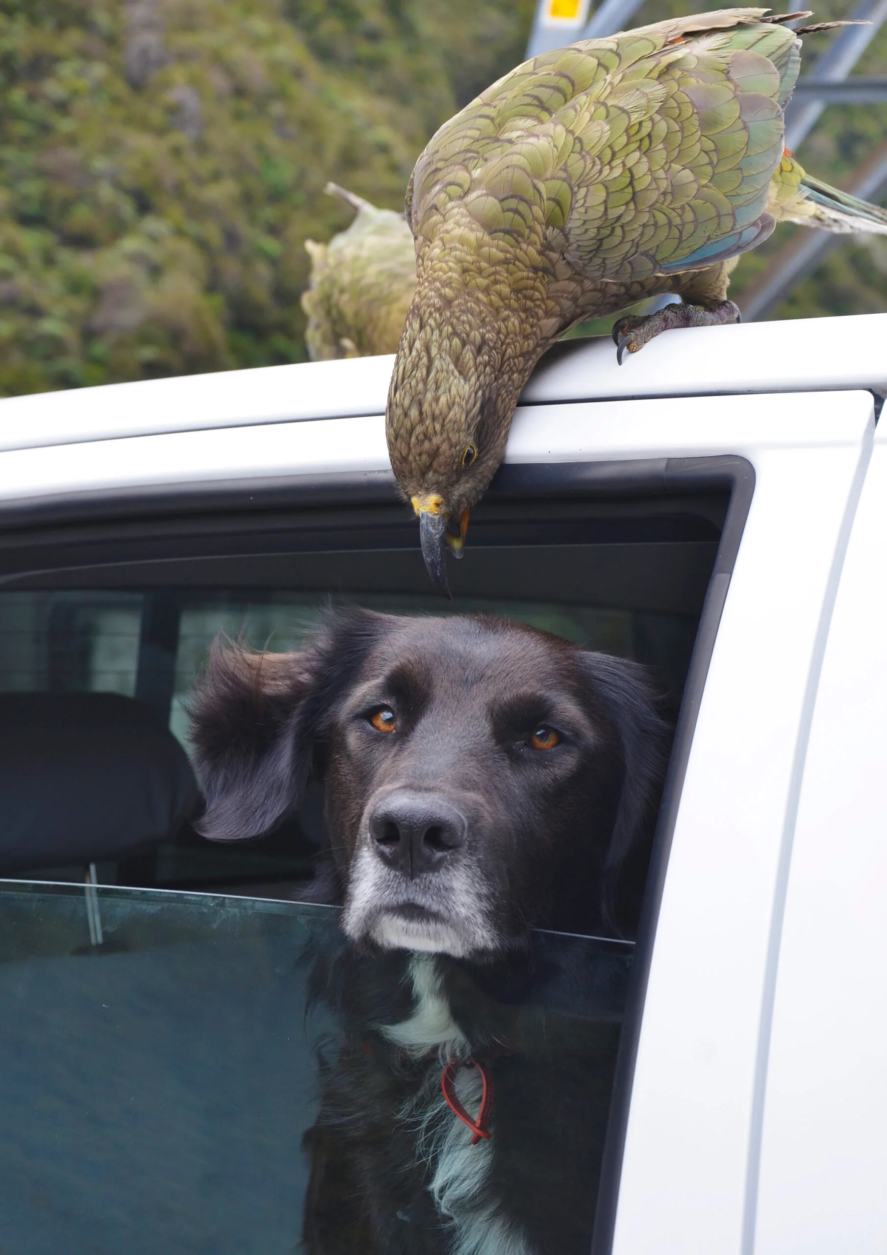 He's a canine superhero: meet New Zealand's only kea rescue dog, Ajax