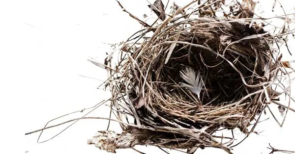 how long does empty nest last