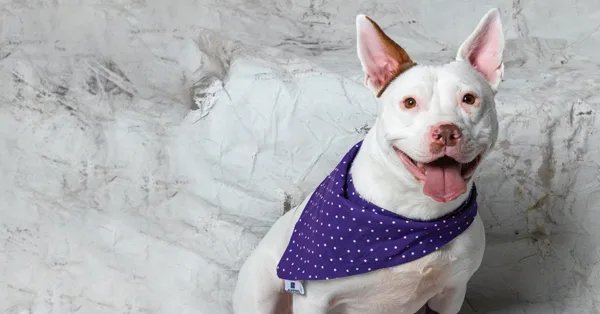 Meet NZ's most lovable rescue pet: Tinkerbelle 'the wobble dog'