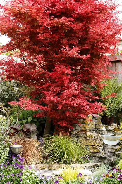 How to choose trees for small gardens