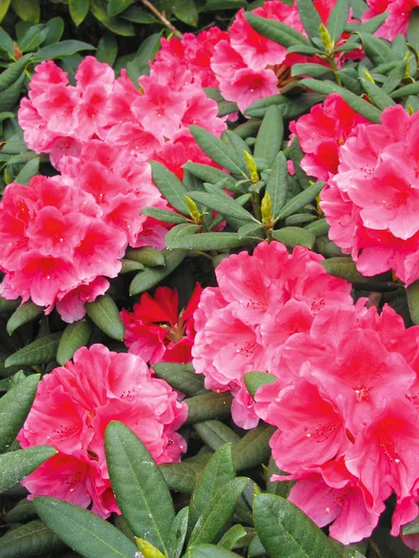 It's Rhododendron show time! | Now to Love - New Zealand