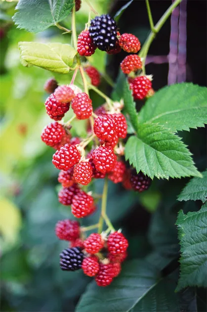 Growing brambles | Now to Love - New Zealand