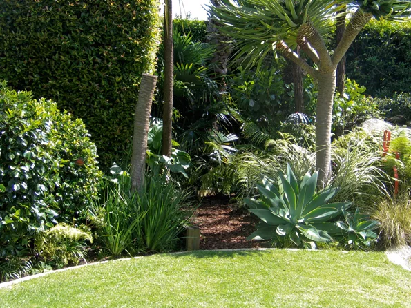 Planting agave | Now to Love - New Zealand