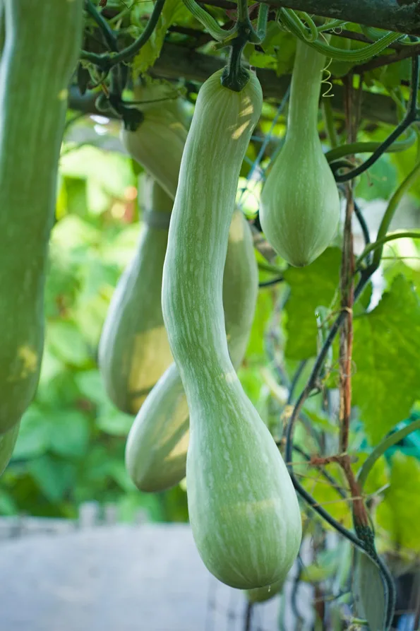 Growing gourds | Now to Love - New Zealand