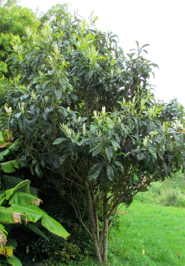 Planting loquat trees | Now to Love - New Zealand