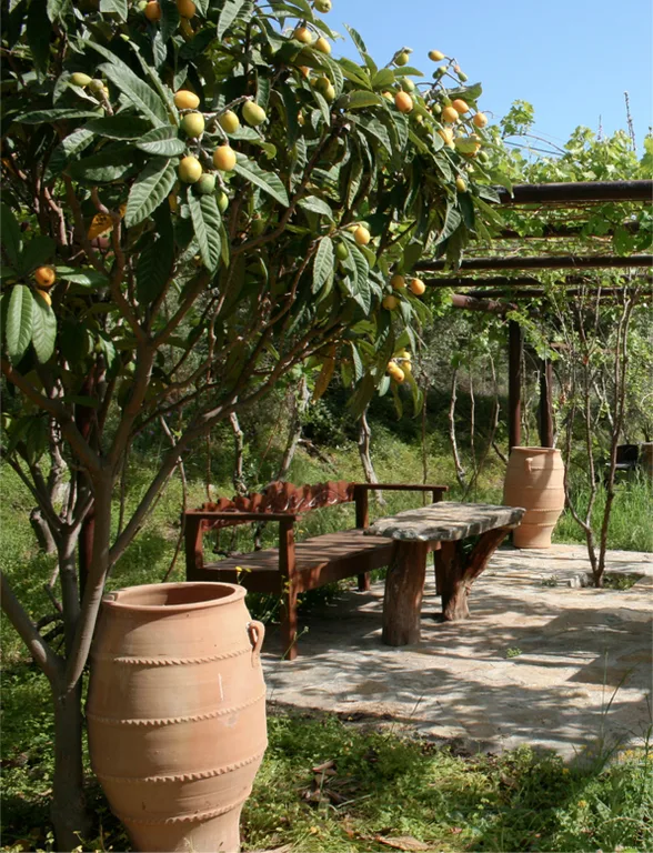 Planting loquat trees | Now to Love - New Zealand