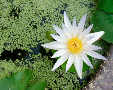 Creating a garden pond | Now to Love - New Zealand