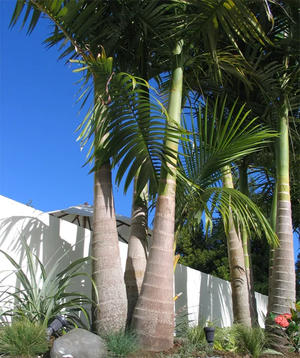 Planting palm trees in your garden | Now to Love - New Zealand