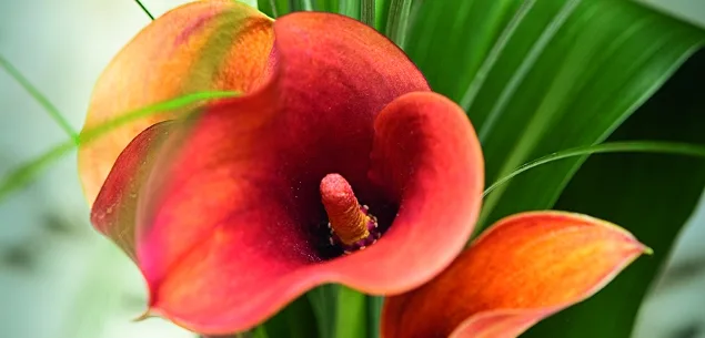 Floral art: different styles of floral design | Now to Love - New Zealand