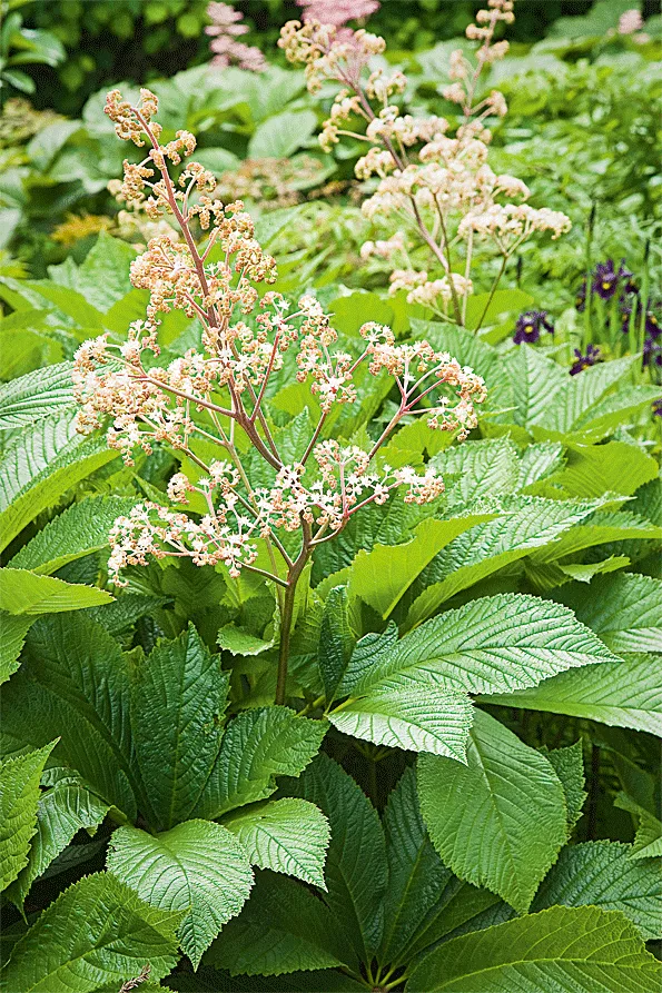 Planting a shade garden | Now to Love - New Zealand