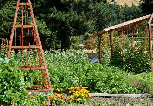 The gardener | Now to Love - New Zealand