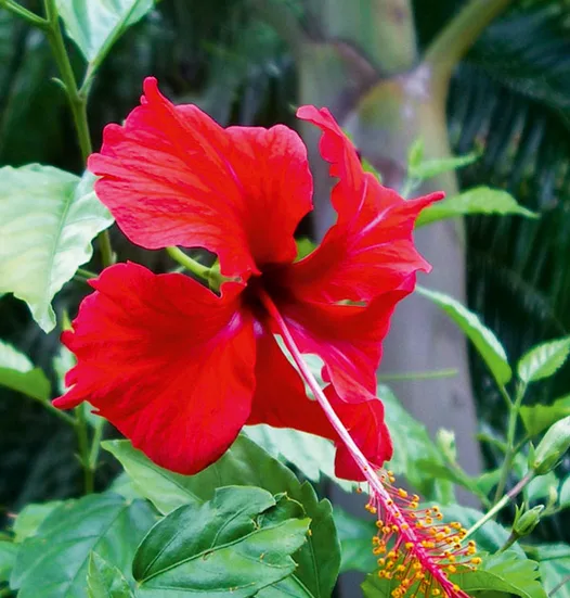 Happy Hibiscus | Now to Love - New Zealand