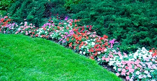 Gardening: Planting impatiens | Now to Love - New Zealand