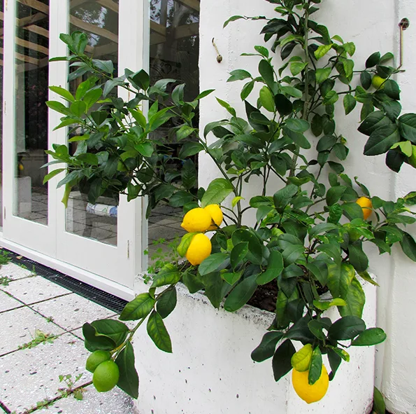 Planning a courtyard garden | Now to Love - New Zealand
