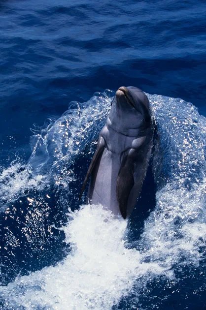 Swimming with dolphins | Now to Love - New Zealand