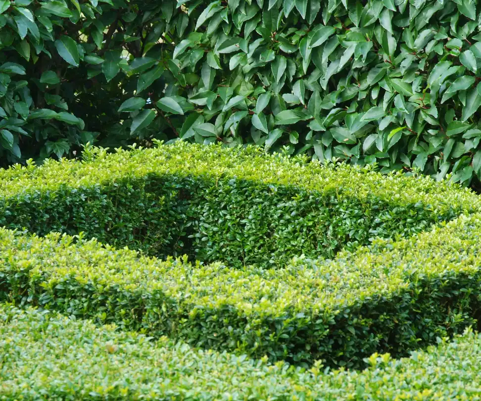 How to grow and maintain shrubs