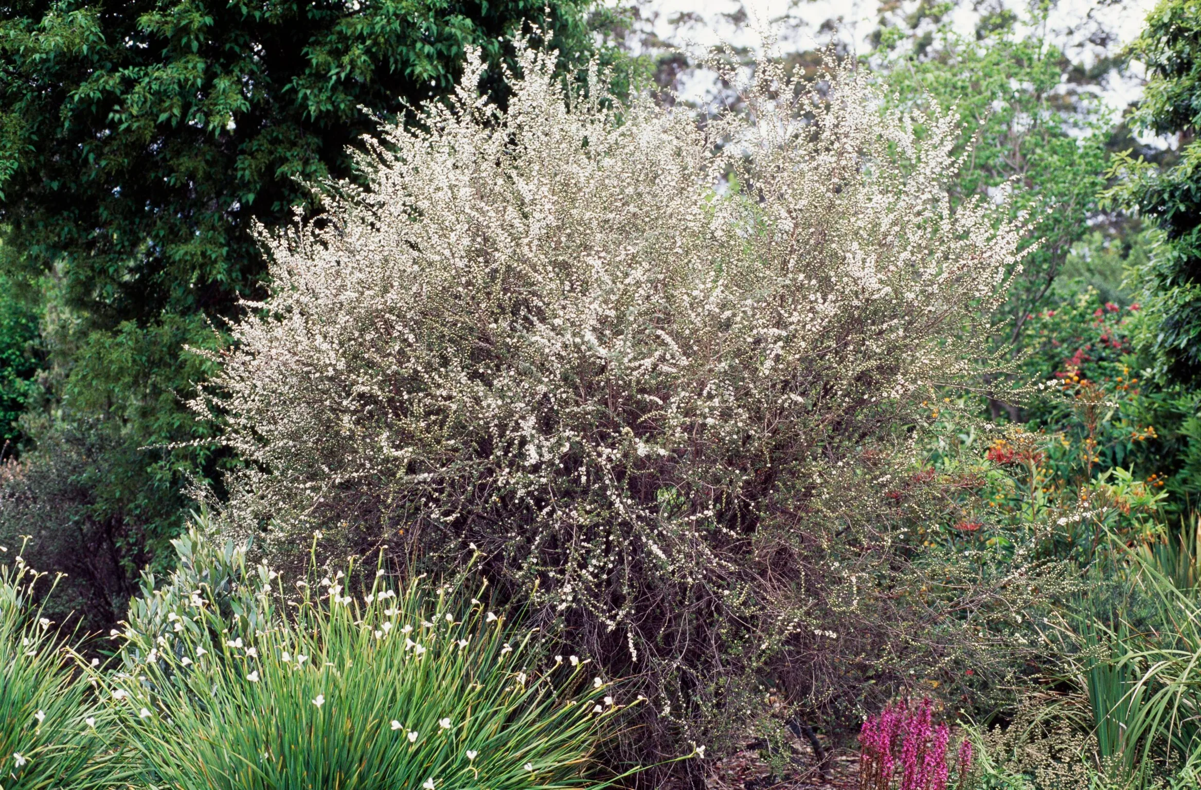 What is Manuka Honey and what makes it so special?