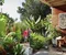 Greg and Nicki’s Lush Tropical Courtyard