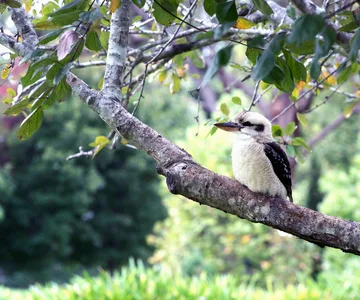 How To Attract Native Birds To Your Garden | Homes To Love