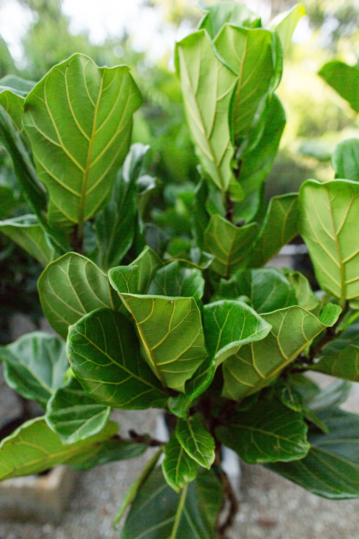 Outdoor potted plants: best sun and shade species | Homes To Love