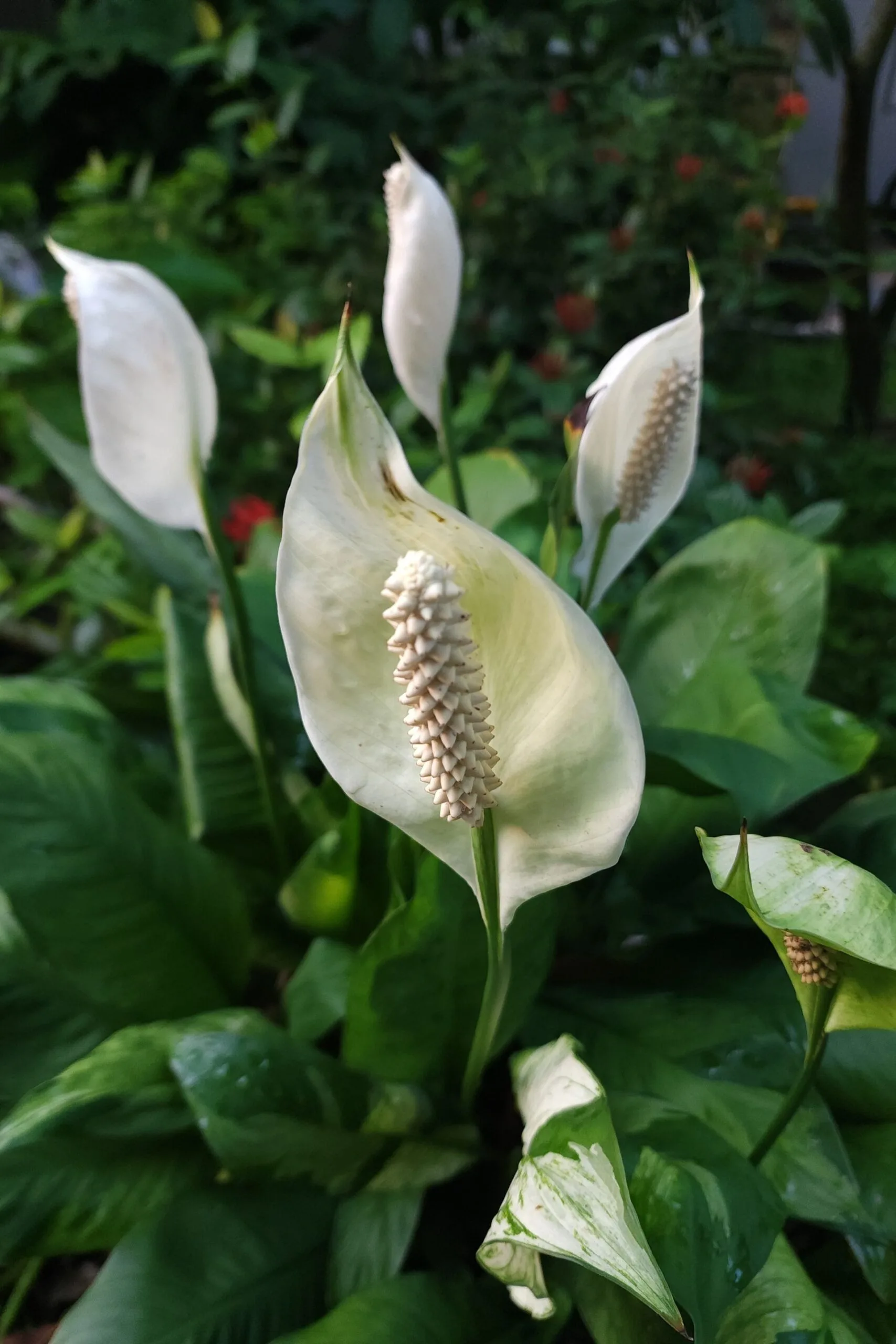 Outdoor potted plants: best sun and shade species | Homes To Love