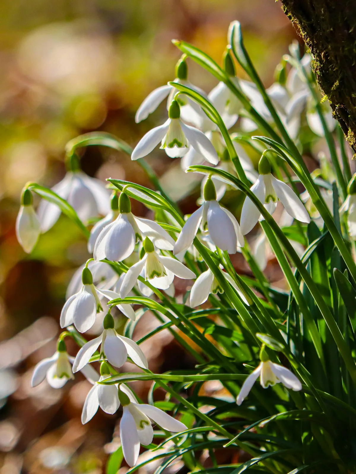13 Beautiful Winter Flowers To Create Colourful Australian Gardens ...
