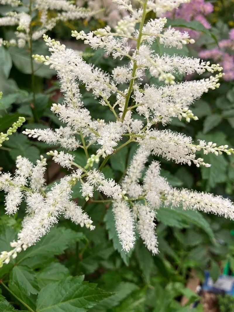 10 Plants And Flowers That Thrive In The Shade | Homes To Love