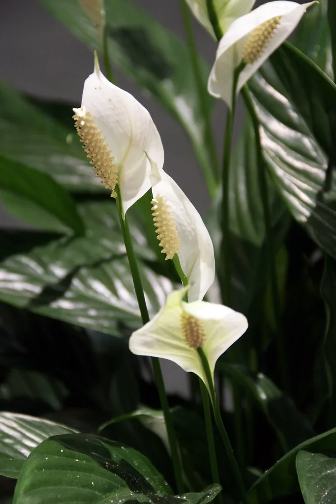10 Plants And Flowers That Thrive In The Shade | Homes To Love
