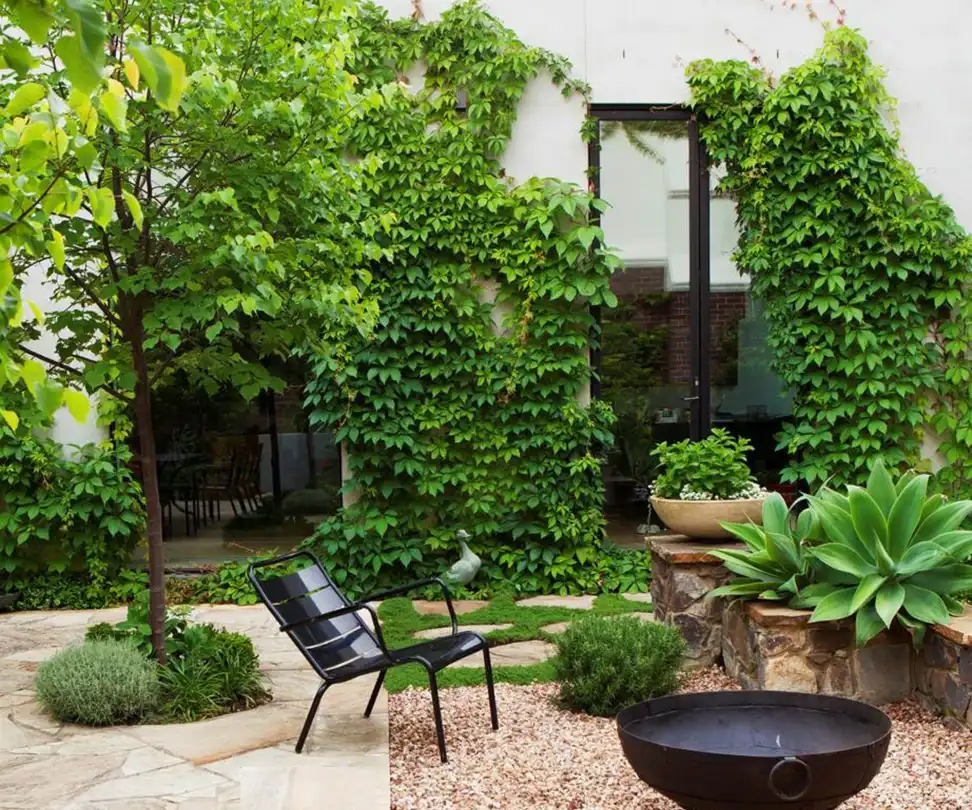 Climbing Plants: 8 Fast-Growing Creepers and Vines to Try | Homes To Love