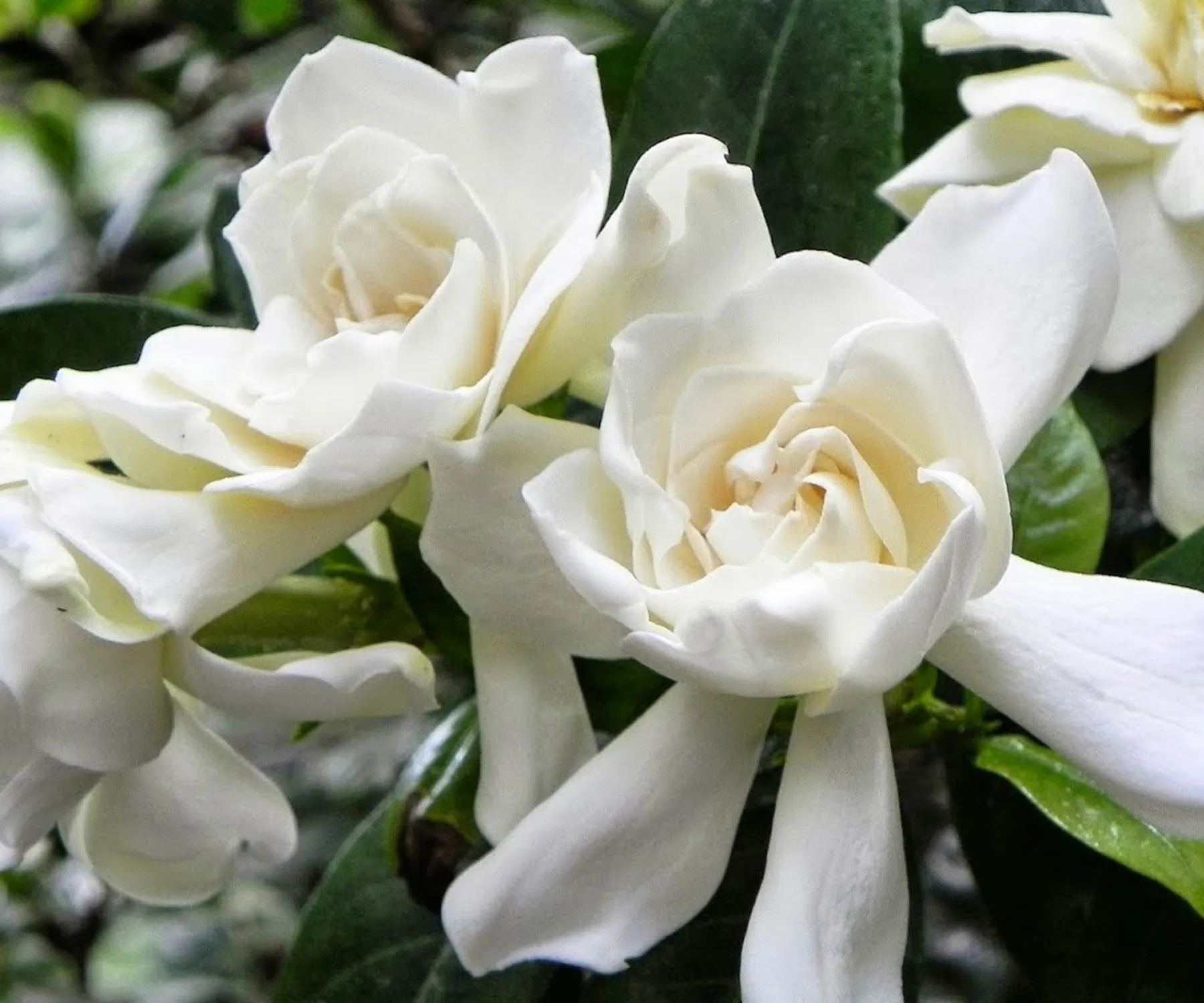 How to fix your gardenia's yellow leaves and other care tips